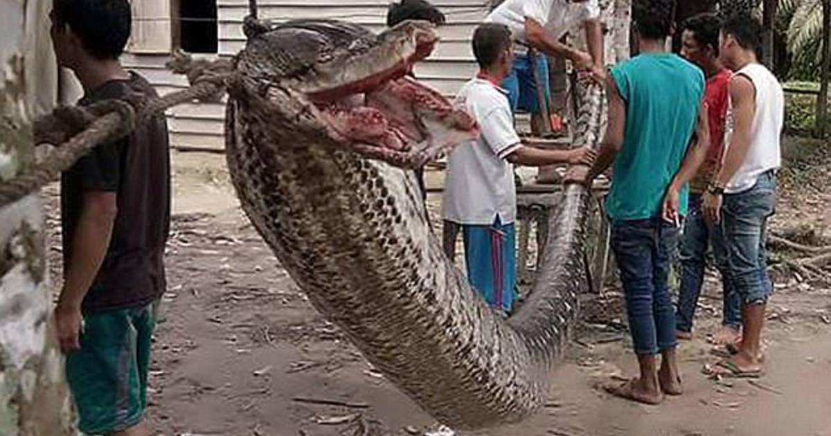 Indonesiër wint gevecht op leven en dood tegen zeven meter lange python ...