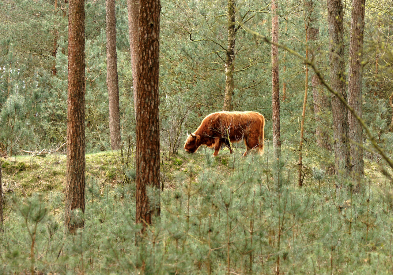 Gerdien en Rineke komen er al jaren: ‘Het natuurschoon van het Witte ...