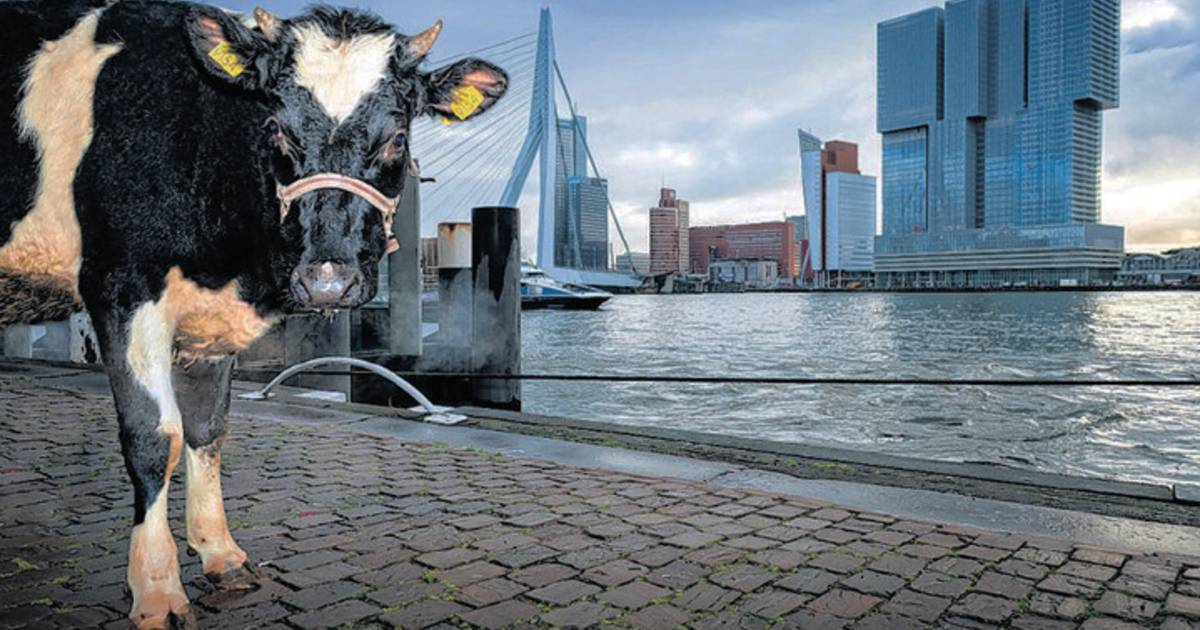 Koe loeit: 'Ik word nooit MOEOEOEH van Rotterdam' | Rotterdam | AD.nl