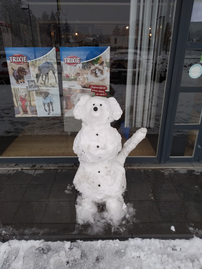 IN BEELD. Prachtige sneeuwtaferelen in Limburg, dierenwinkel maakt ...