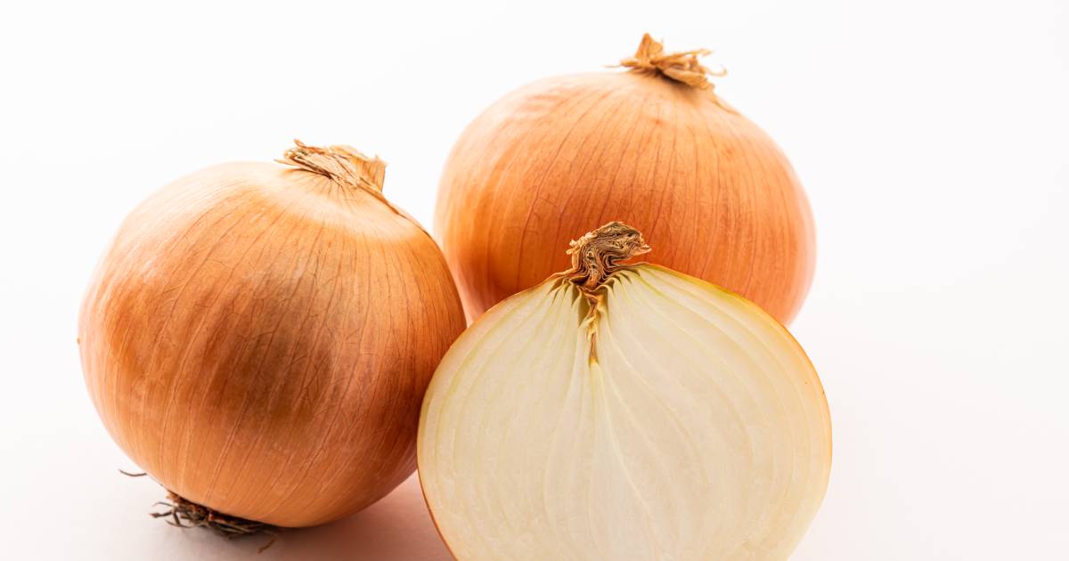 Onderzoekers kraken DNA-code van de ui en dat is goed nieuws voor de ...