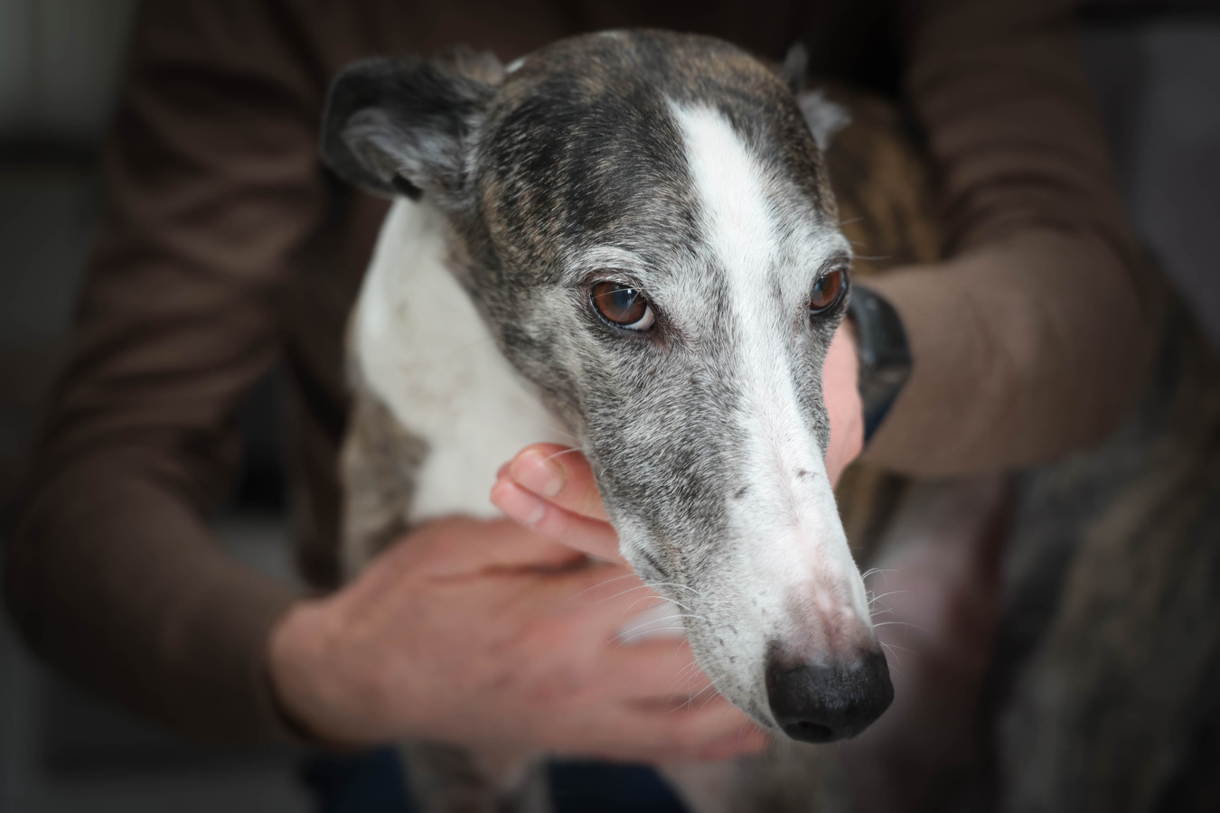 Windhond Queen vecht voor haar leven, maar dierenarts van wacht is niet ...