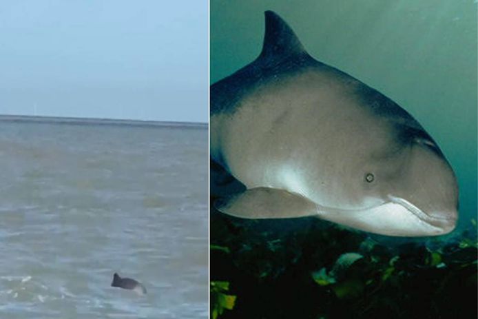Bruinvis gespot voor de kust van Zeebrugge | Brugge | hln.be