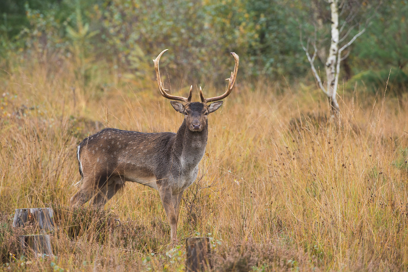 Problemen met overstekende herten en reeën in Rumst: moet jachtpartij ...