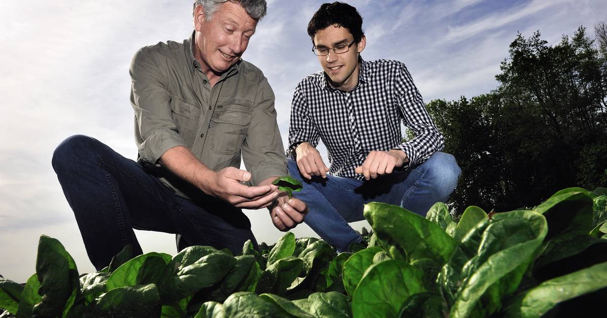 Rijk Zwaan wil kantoor in Fijnaart uitbreiden en meer plastic tunnels ...