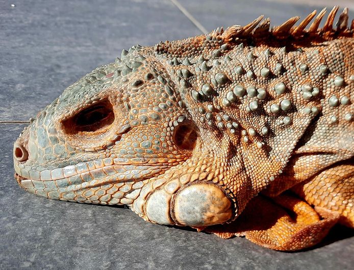 Wandelaar schrikt zich een hoedje als hij ‘grote hagedis’ naast de weg ...