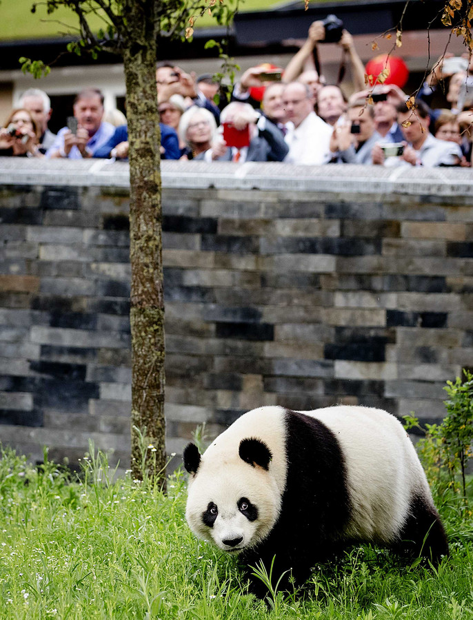 Waarom al die opwinding over parende panda’s Xing Ya en Wu Wen? | Foto ...