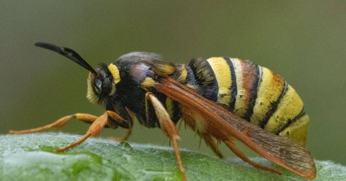 Vreedzame vlinder oogt als gevaarlijke wesp en houdt zijn vijanden zo ...