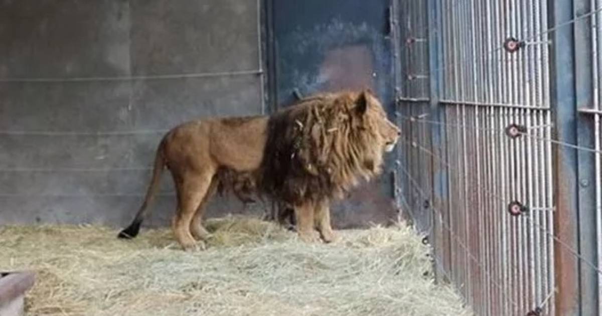 Eenzaamste leeuw ter wereld verliest zijn brul in veel te kleine kooi, pas na vijf jaar komt er ...